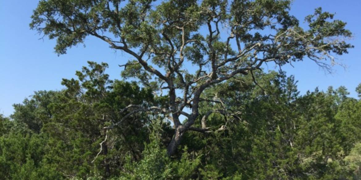 Brivity - 8010 Ramble Ridge Garden Ridge - 78266