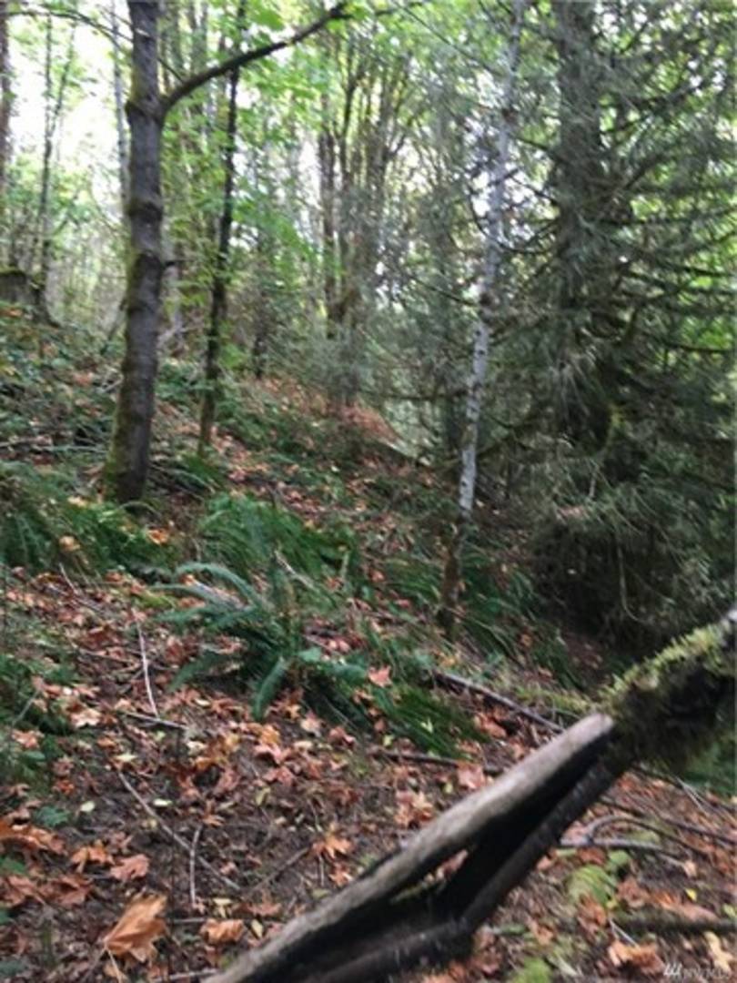 Brivity - XXX Fortner Road Darrington, WA 98241 - Virtual Tour