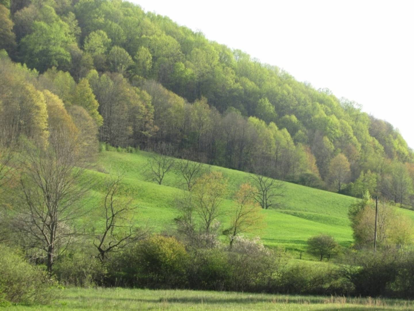 Brivity - 7805 W Blue Grass Trail Ceres, VA 24318 - Virtual Tour